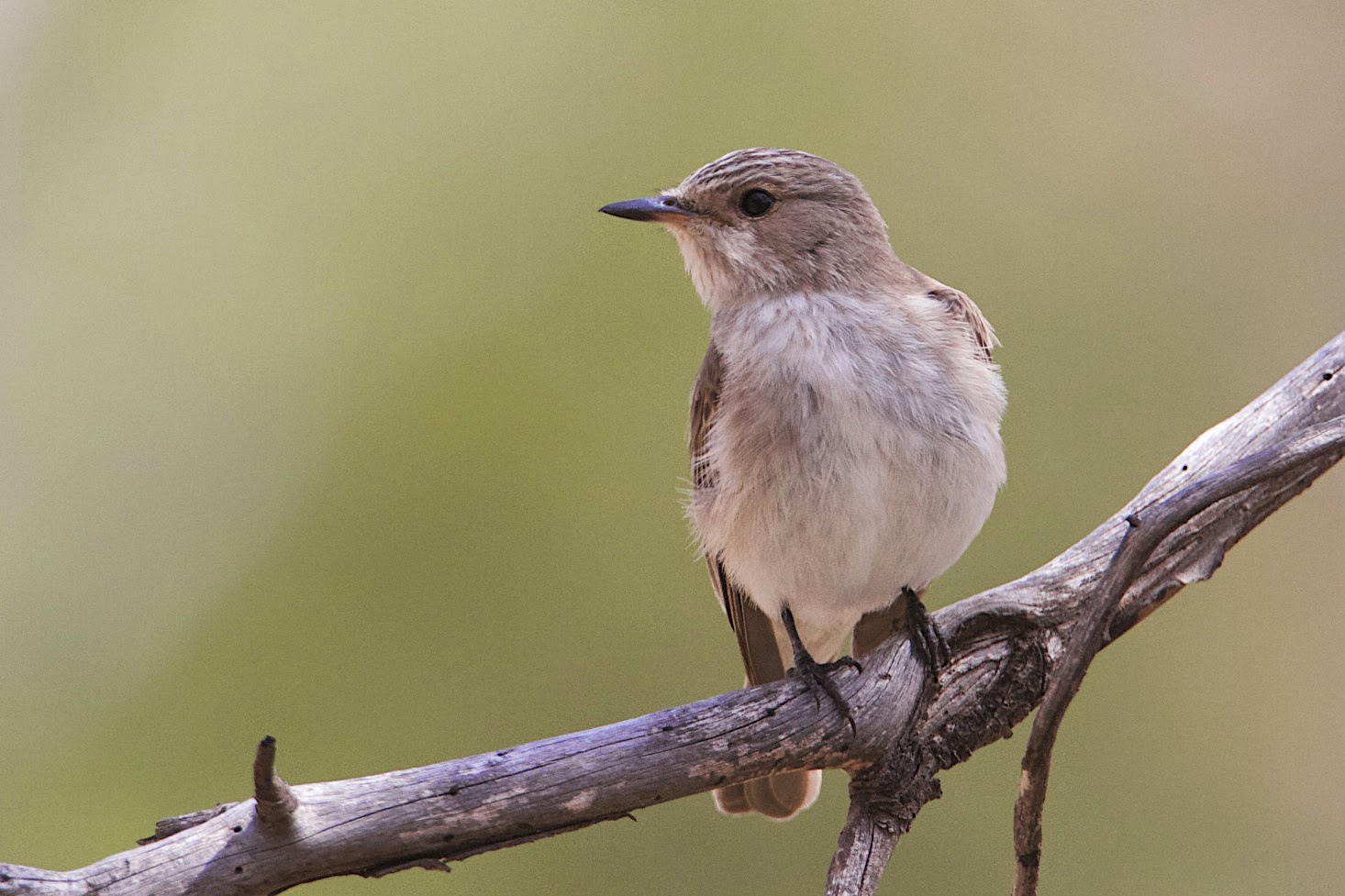 Charlie Sargent's bird ringing: Port Andratx Majorca birds