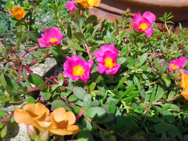 lilydamia: Gila sebentar dengan ros jepun atau pokok sepuluh pagi