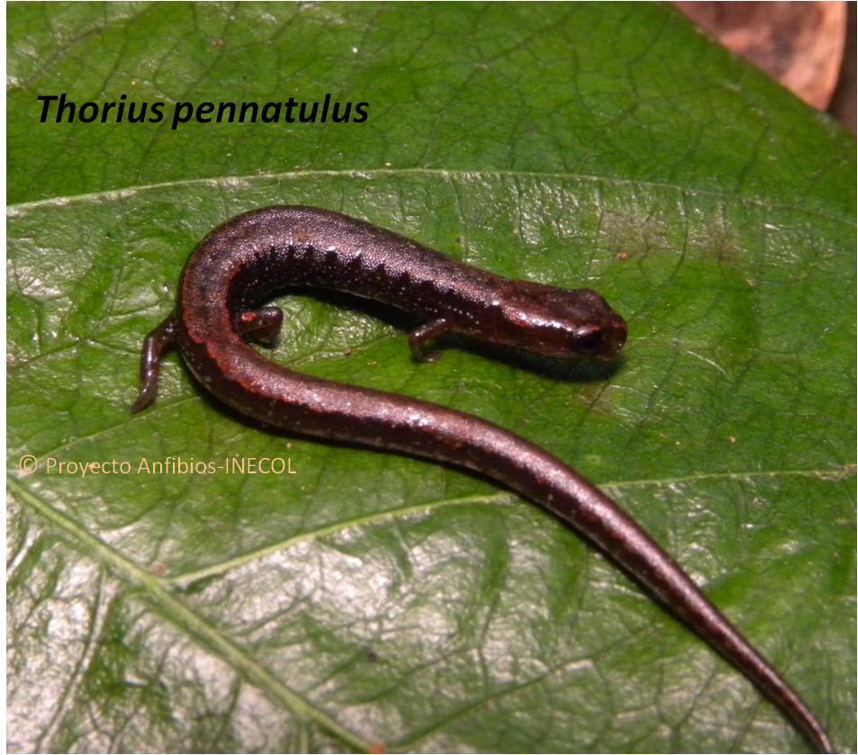 Biología y Conservación de Vertebrados: Salamandras en peligro