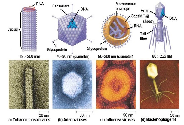 Sejarah, Pengertian, Ciri-ciri, Struktur dan Cara Reproduksi Virus