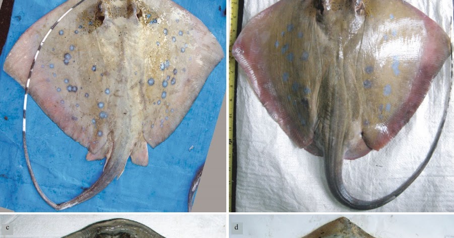 Species New to Science: [Ichthyology • 2017] Diagnostic Description and ...