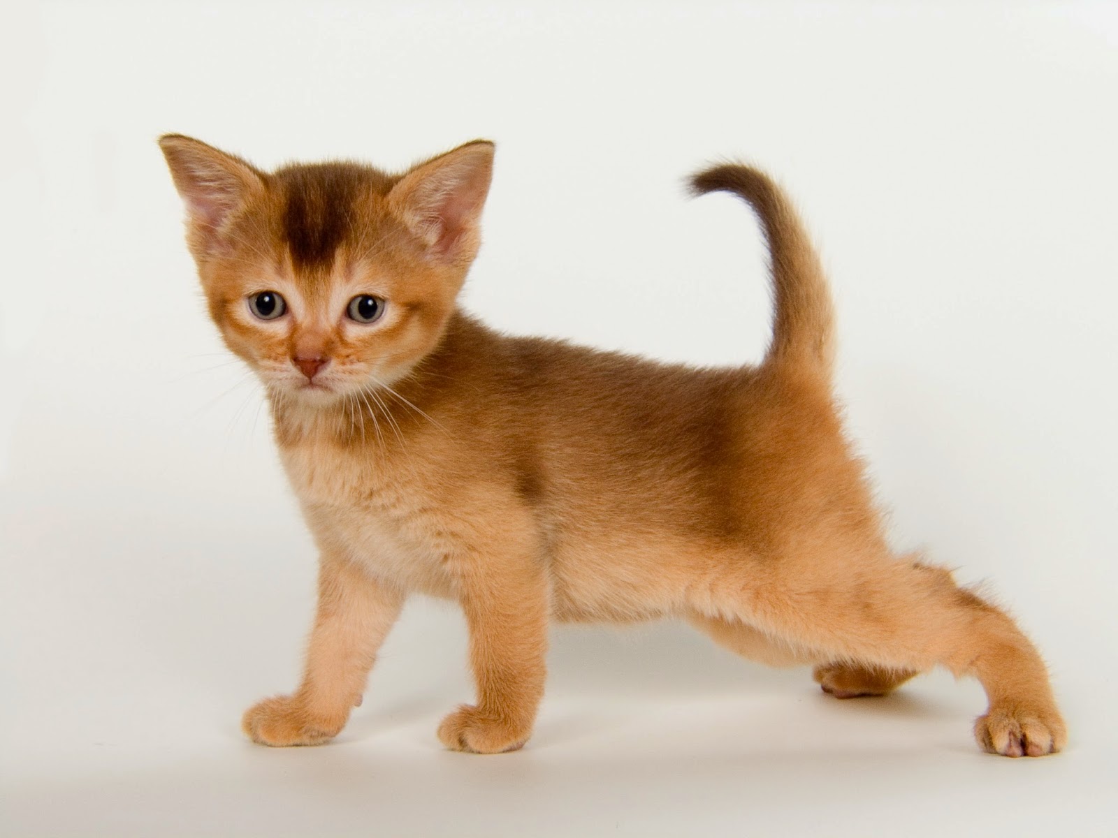 Your Pet's Tail Tells a Tale | Morristown, NJ Patch