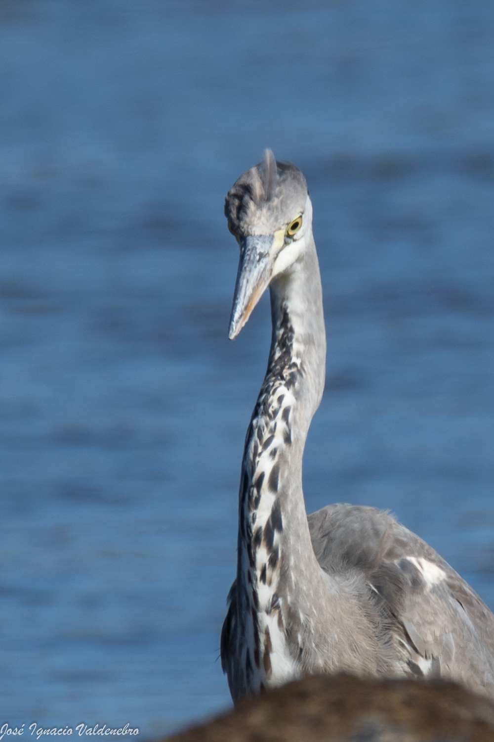 DocNatureBlog: La majestuosa dama gris. Garza real (Ardea cinérea). Garcia.