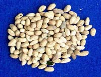 kebun tanikota: Tanaman Mimba (Azadirachta indica)