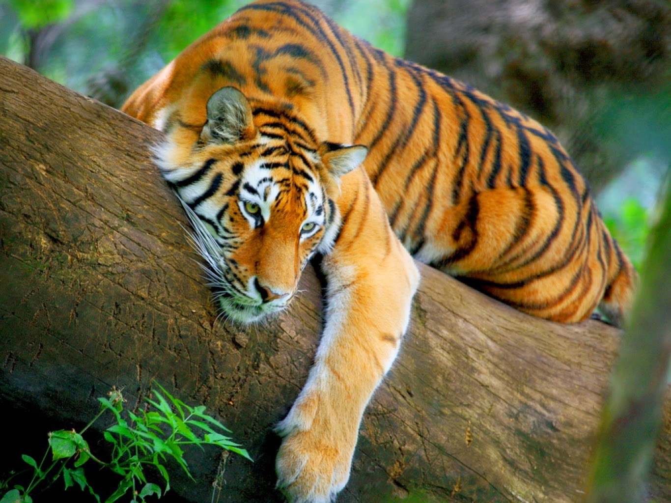 O Livro da Natureza: Tigre