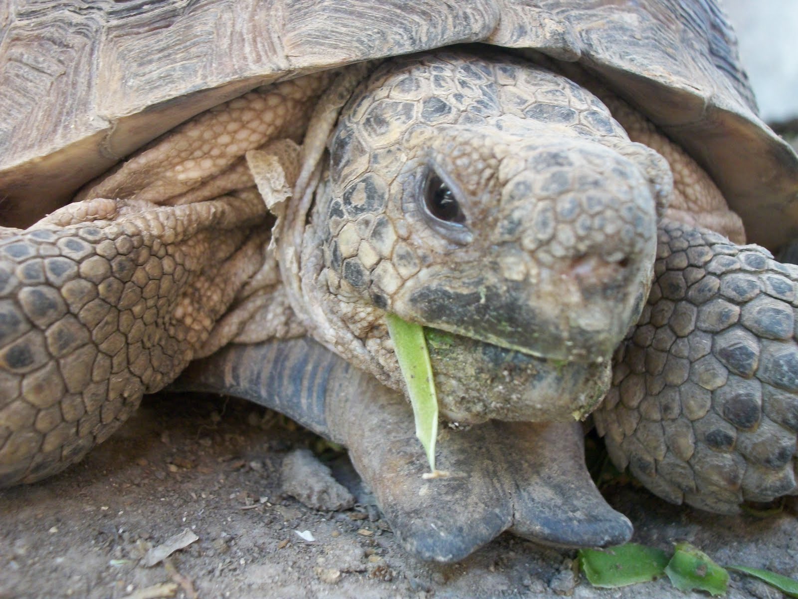 CRIADOR DE LA TORTUGA DE TIERRA,GOPEHRUS BERLANDIERI: 07/03/11