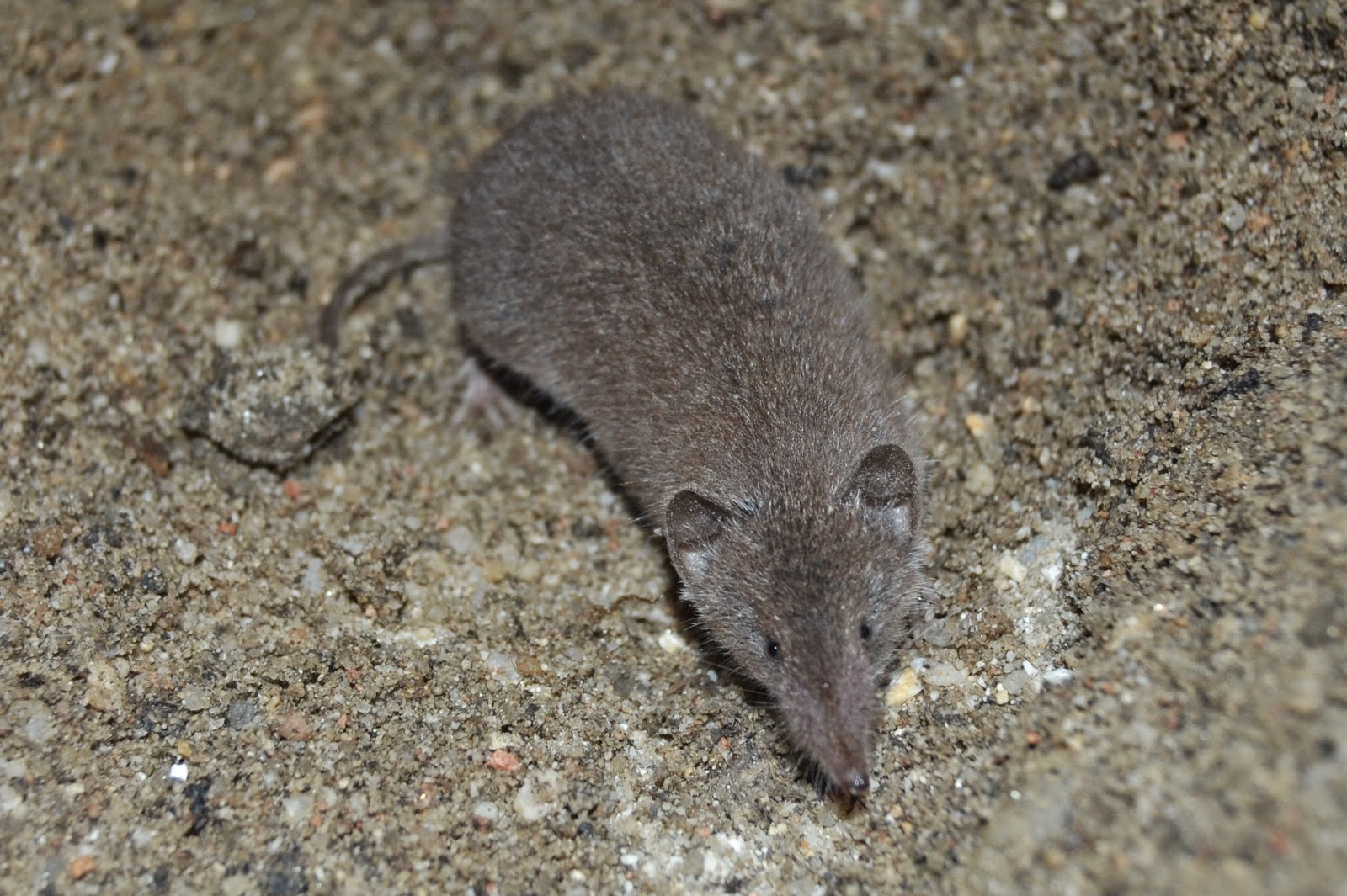 Amantes de la ornitología: Musaraña gris