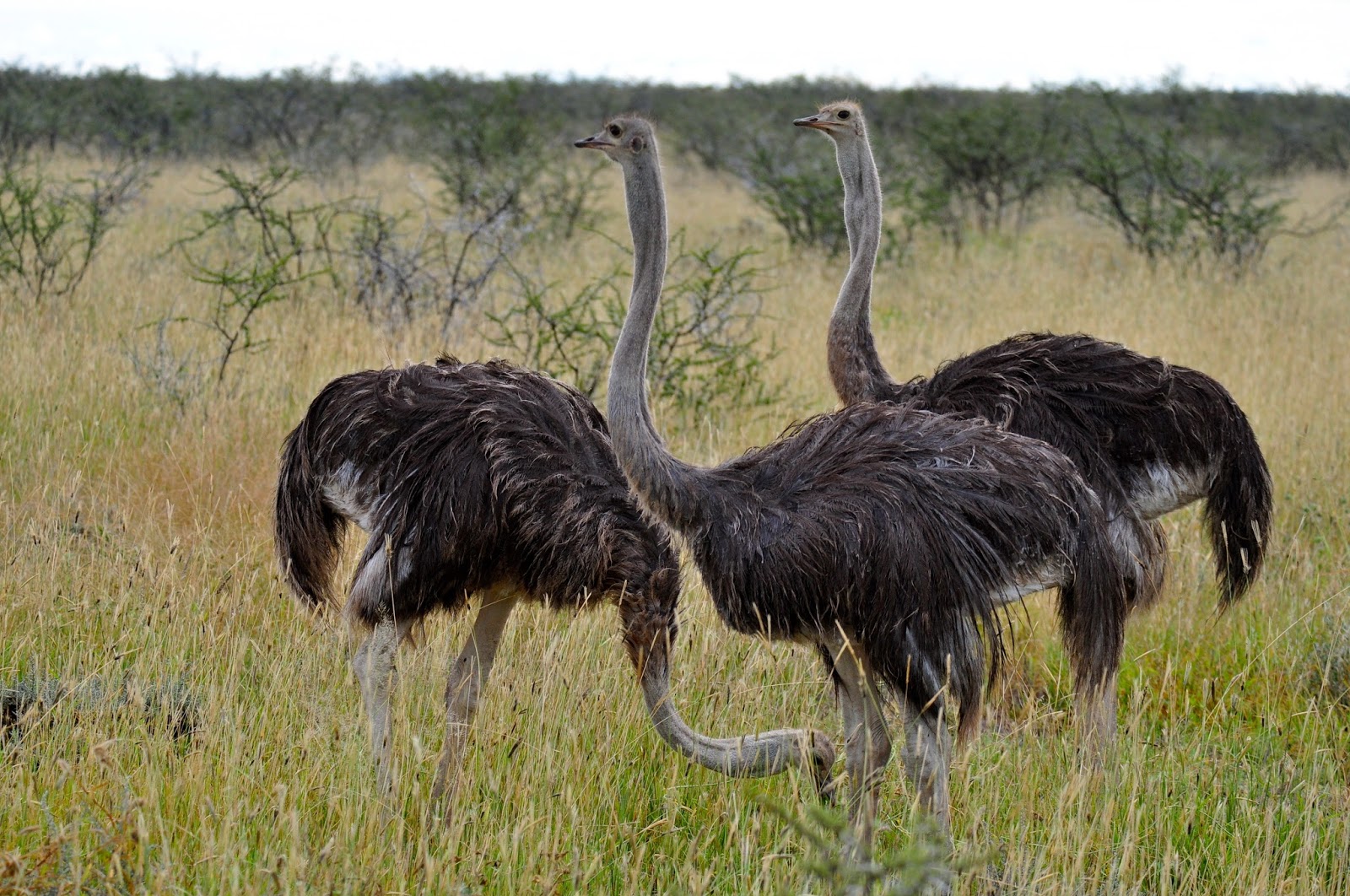 Animais&Companhia: Top 10 das aves maiores do Mundo