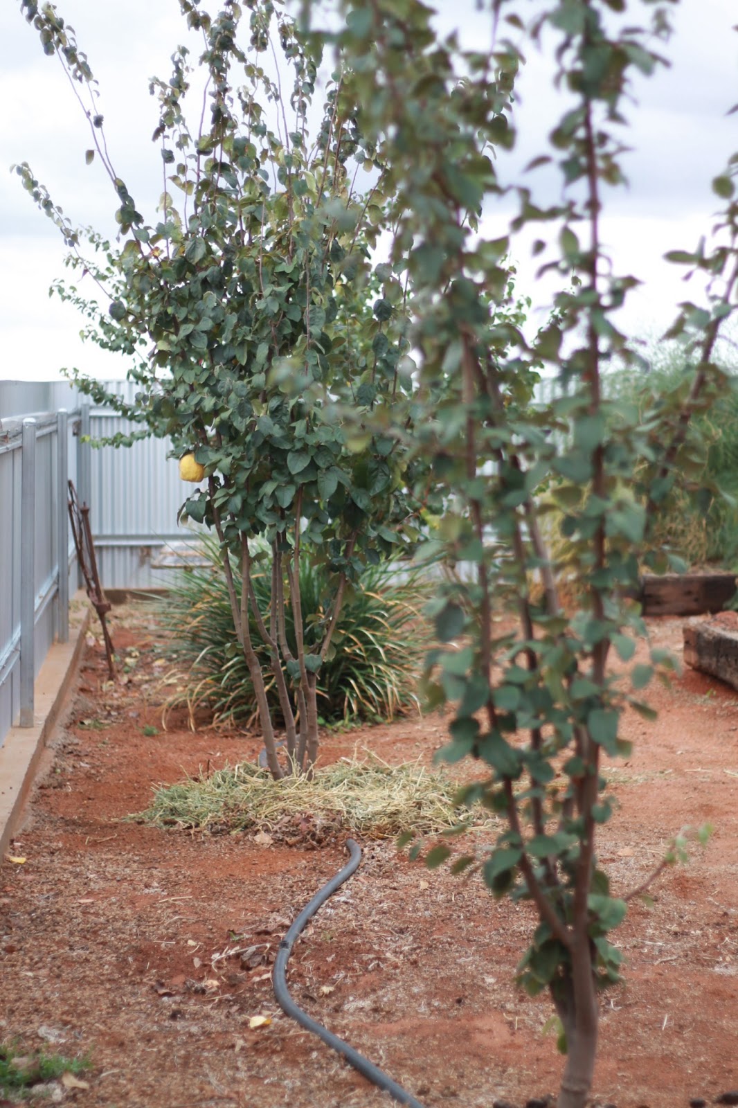 The Garden Share Collective, June 2013 - The Shady Baker
