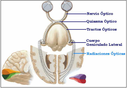 Neurorehablilitacion : Vision