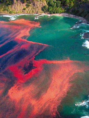 The Amazing World of the Subtidal Soft Bottom!!!: Red Algae (Rhodophyta