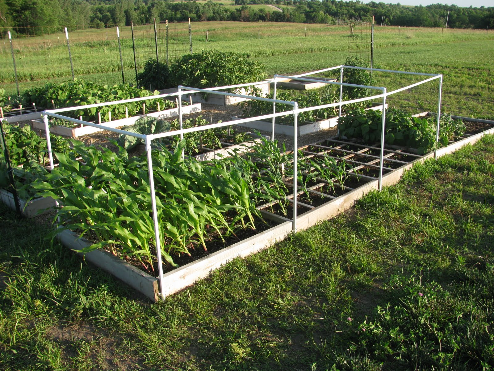 The Harried Homemaker Preps: Going Vertical in Your Garden
