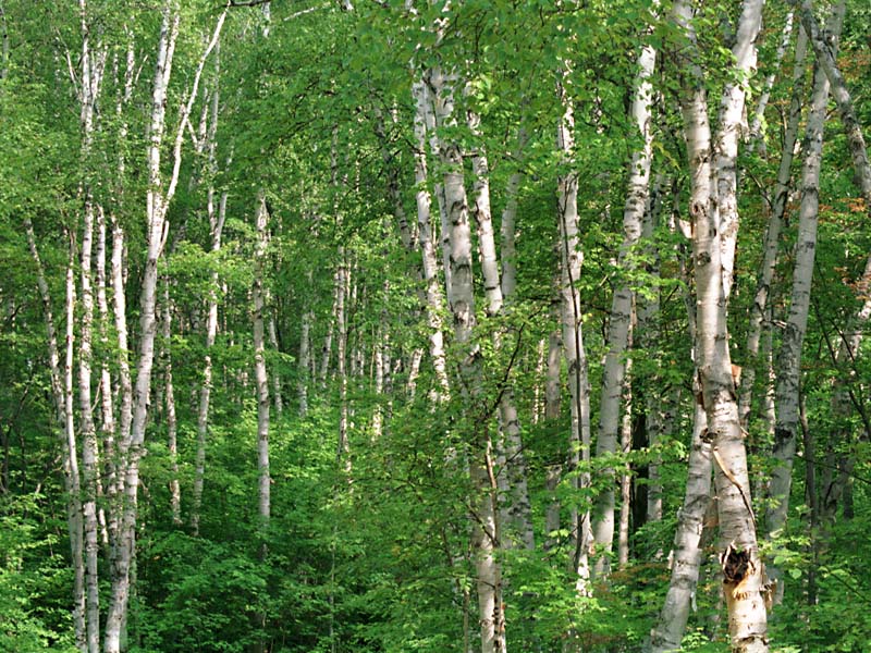 Alergii pe blog: 2018