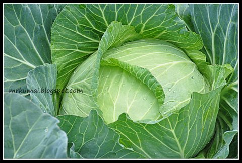 mrkumai.blogspot.com: Kebun Kubis Bulat di Cameron Highlands