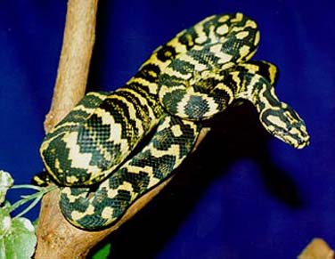 Jungles Carpets Python And Coastal Carpets Python ~ planetanimalzone