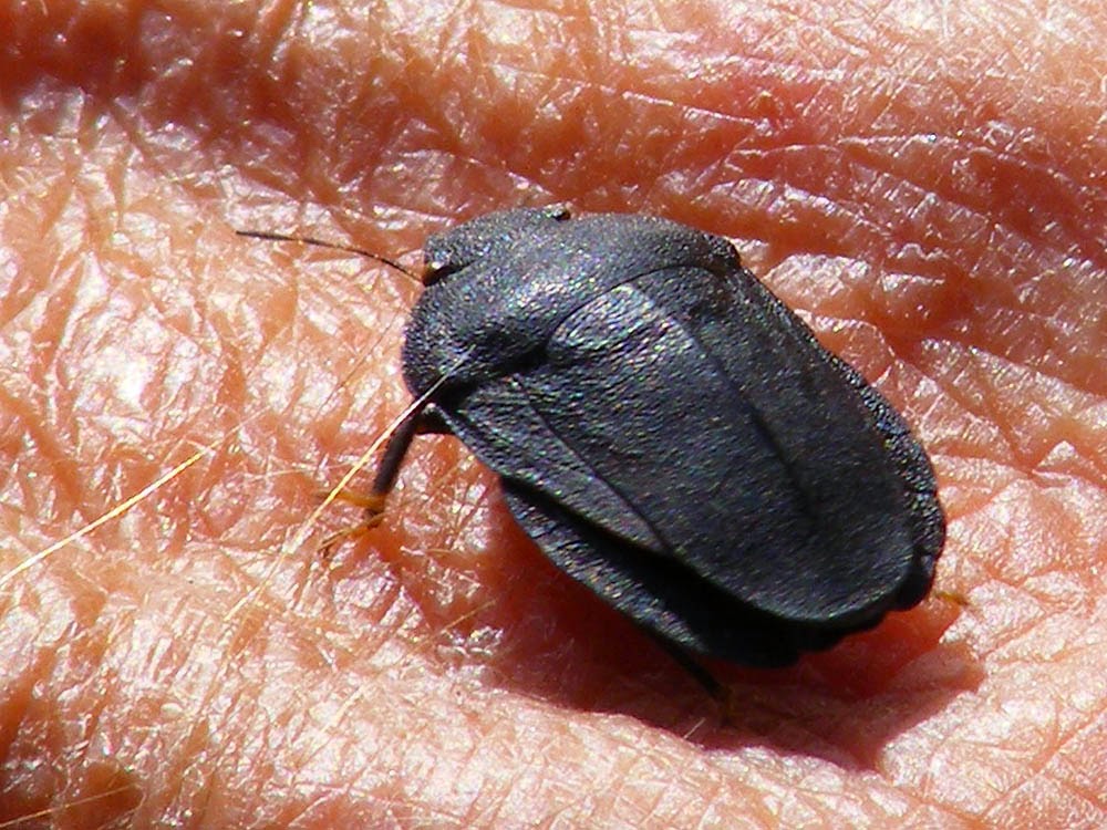 Loire Valley Nature: Tortoise Bugs Eurygaster spp