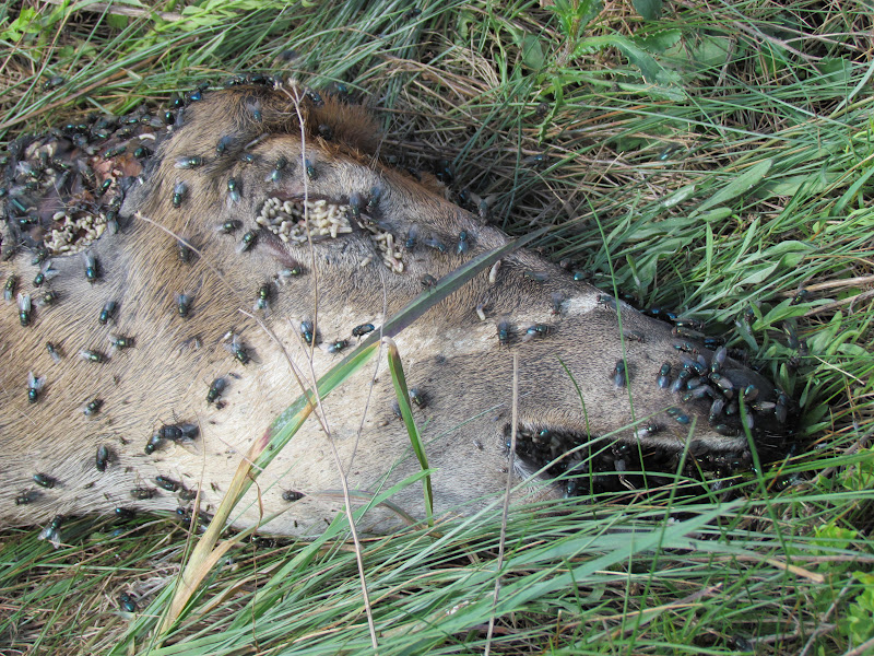 The Oakland Press Blogs: Earth's Almanac: MAGGOTS! MAGGOTS! and more ...