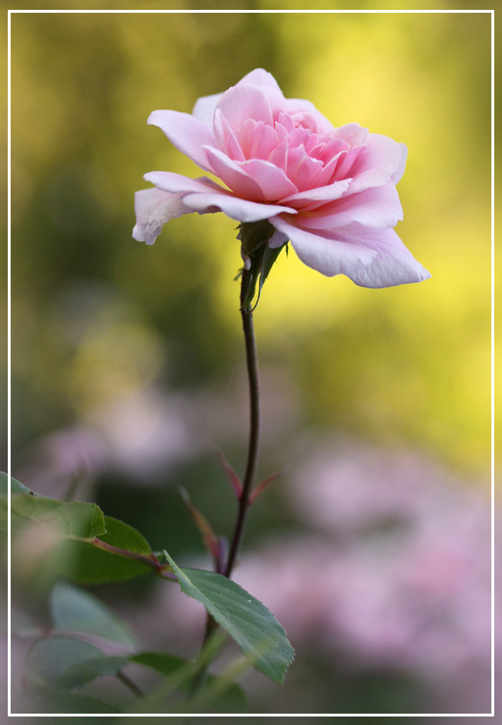 La Virgen de La Medalla Milagrosa. - Nuestra Señora de La Medalla ...