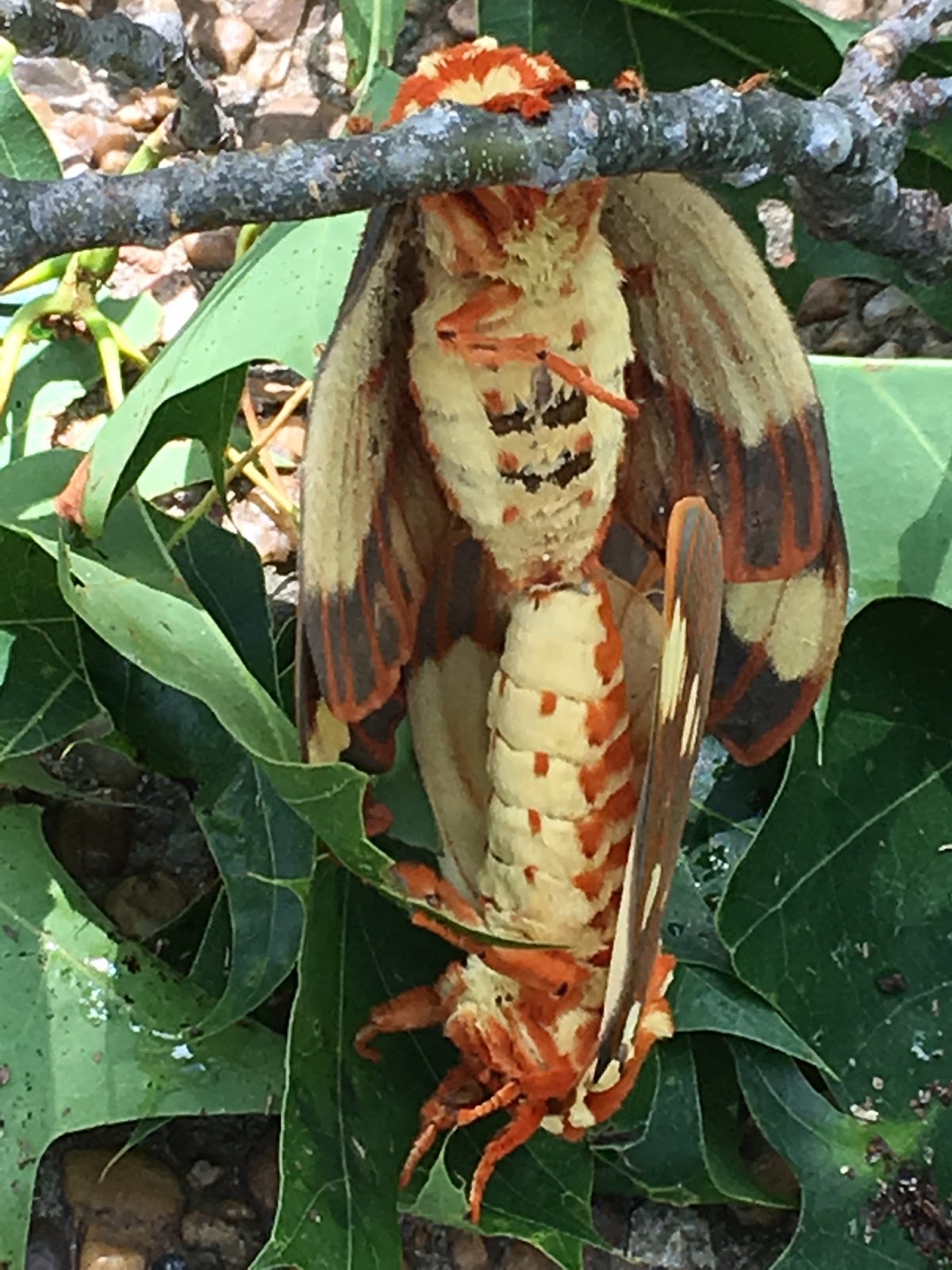 Springfield Plateau: Cute Little Devils