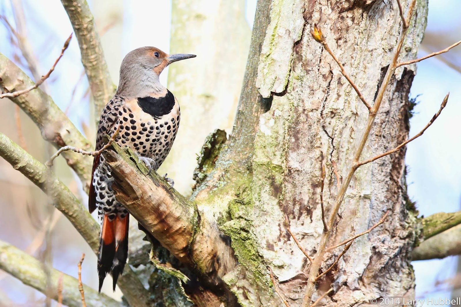 Union Bay Watch : Picidae, Picidae, What do you see?