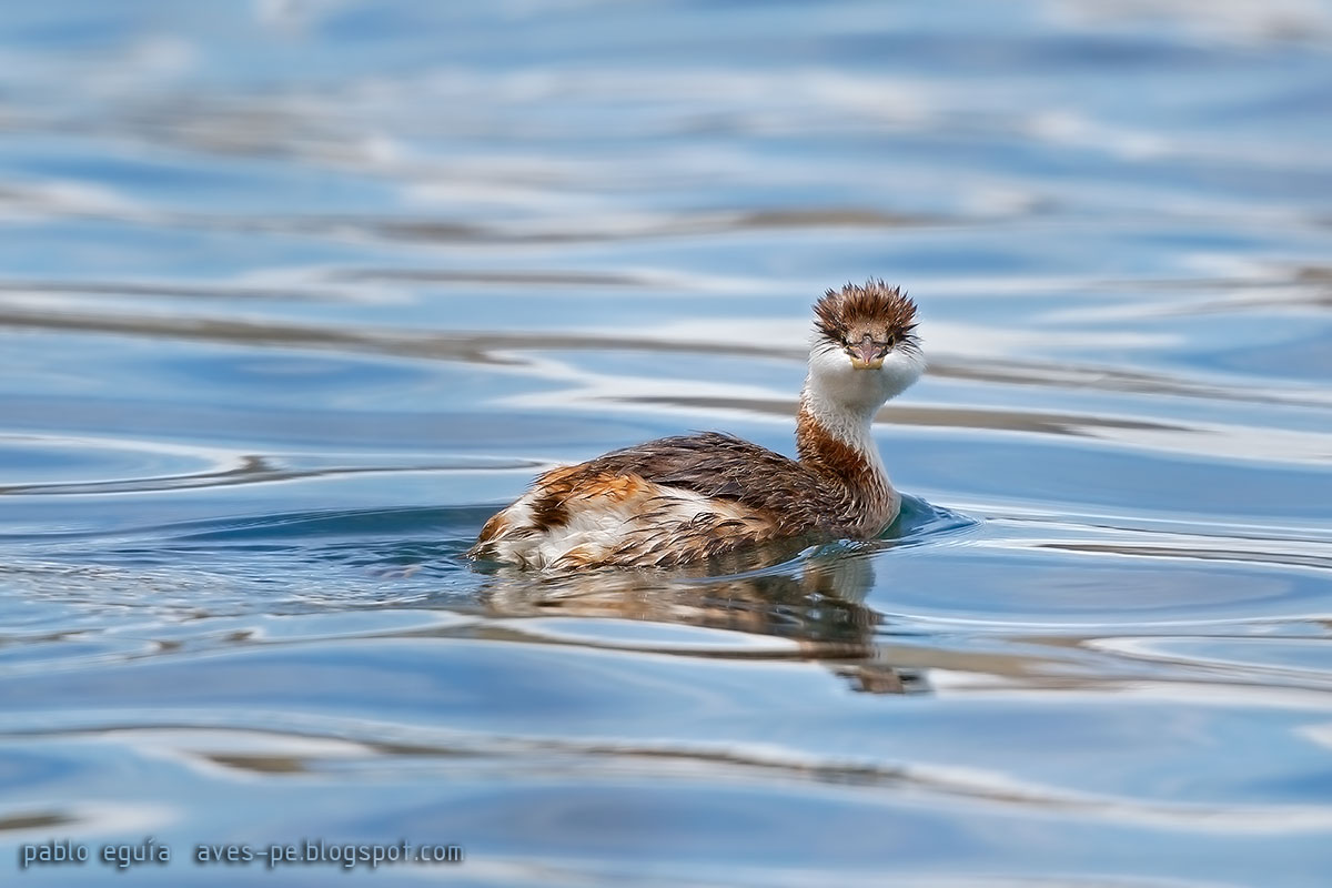 mis fotos de aves: Rollandia microptera Zampullín del Titicaca Titicaca ...