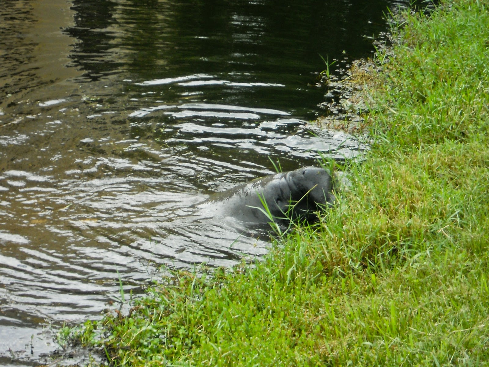 the adventures of US: Manatees in Miami