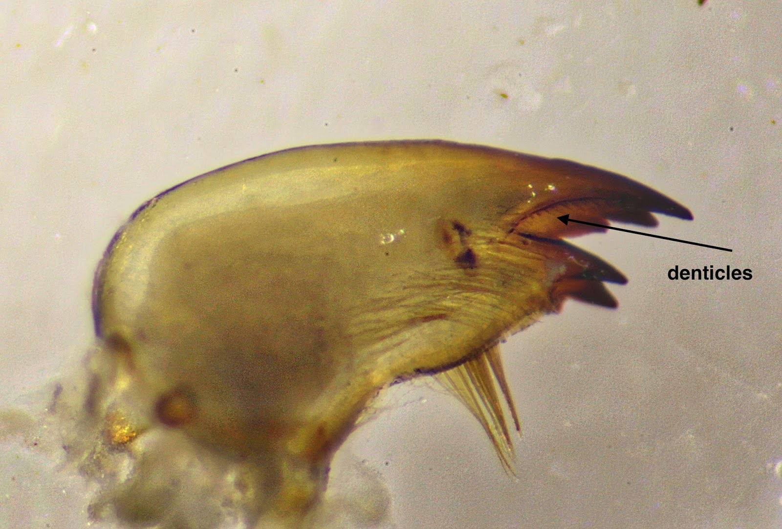 Aquatic Insects of Central Virginia: An Isogenoides Perlodid: but is it ...