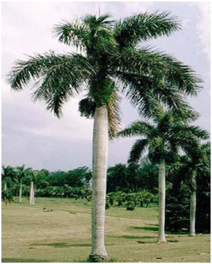 Baharuddin Rauf's Blog: Palem Raja (Roystonea regia)