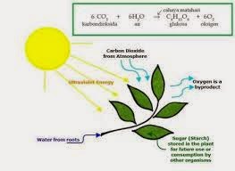 proses fotosintesis.