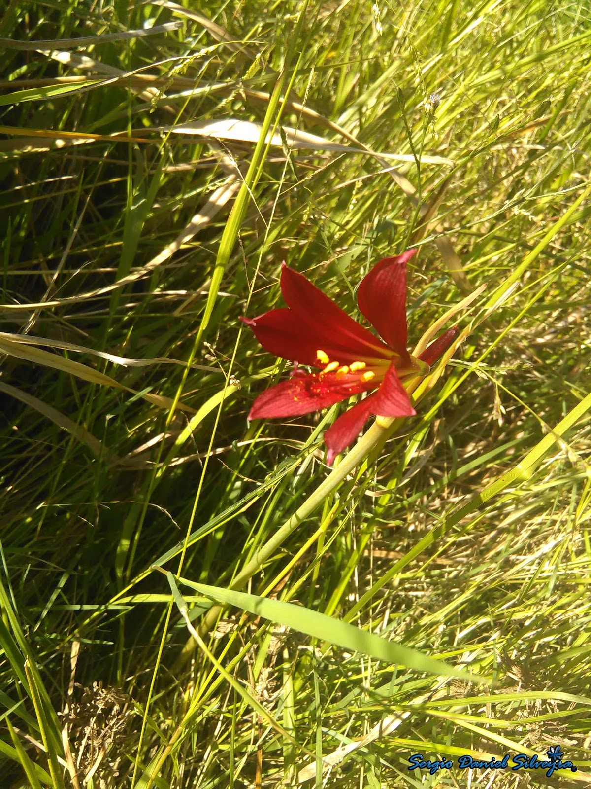 Flora Nativa de Entre Rios