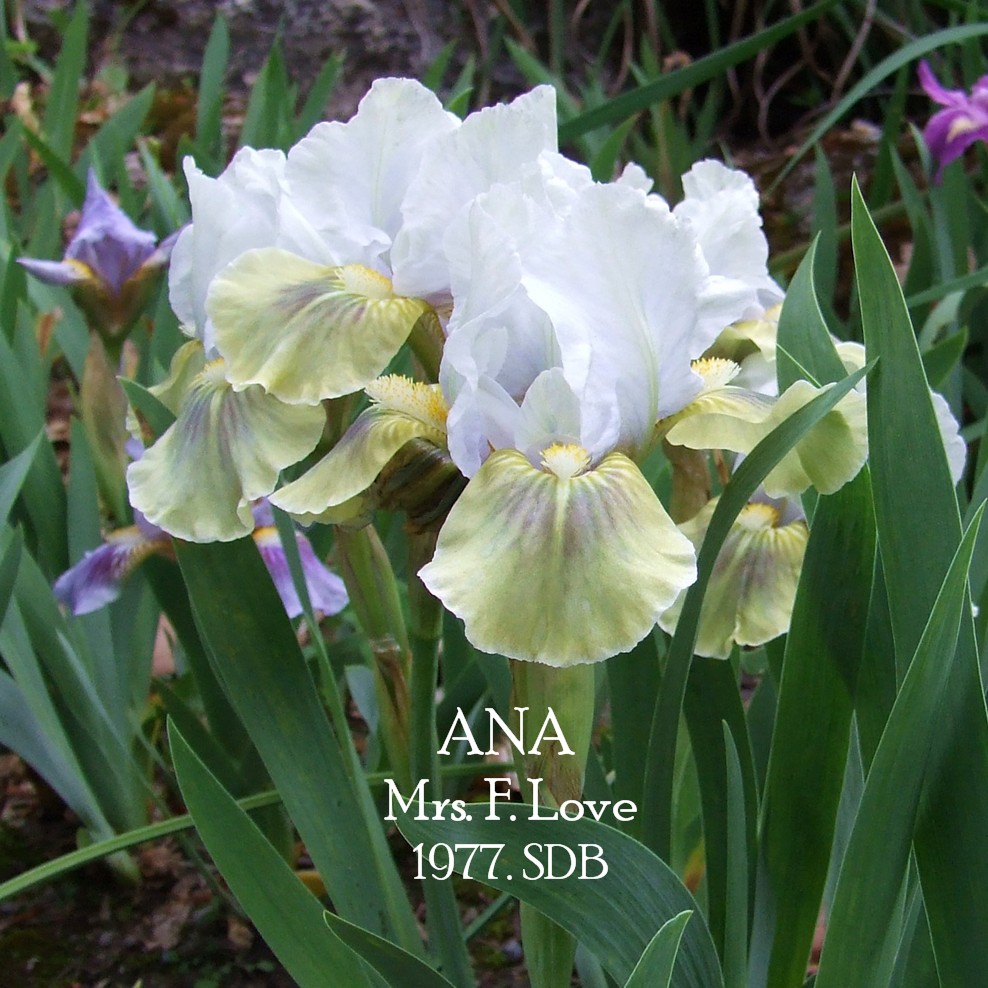 New Zealand Standard Dwarf Bearded Iris 'ANA' ~ HERITAGE IRISES