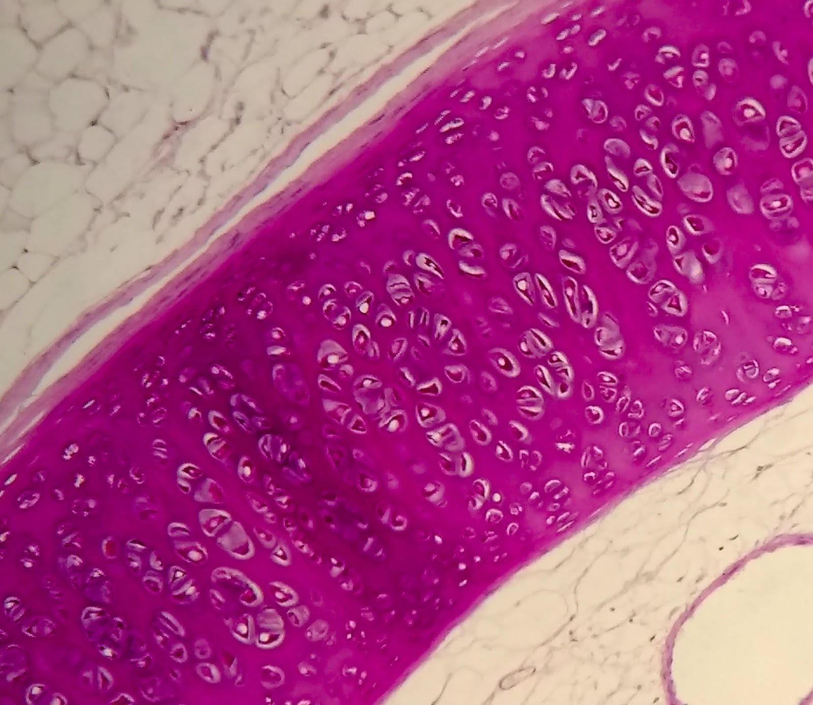 Manual interactivo de tejido conectivo: Cartílago hialino en Tráquea