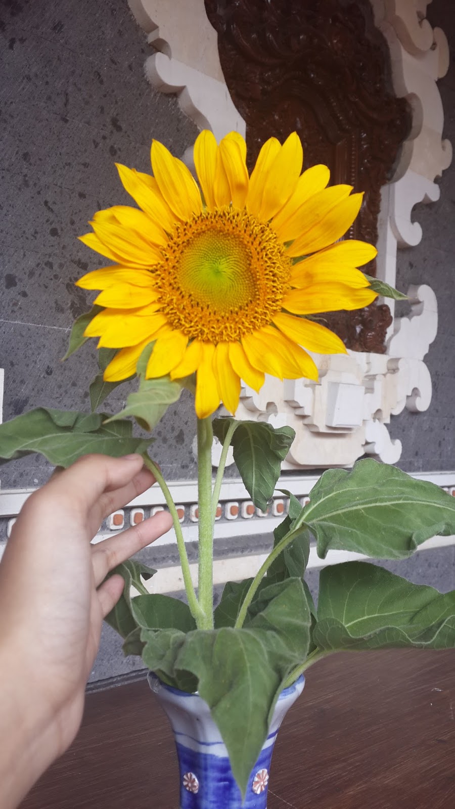 Terbaru 17+ Gambar Setangkai Bunga Matahari - Gambar Bunga Indah