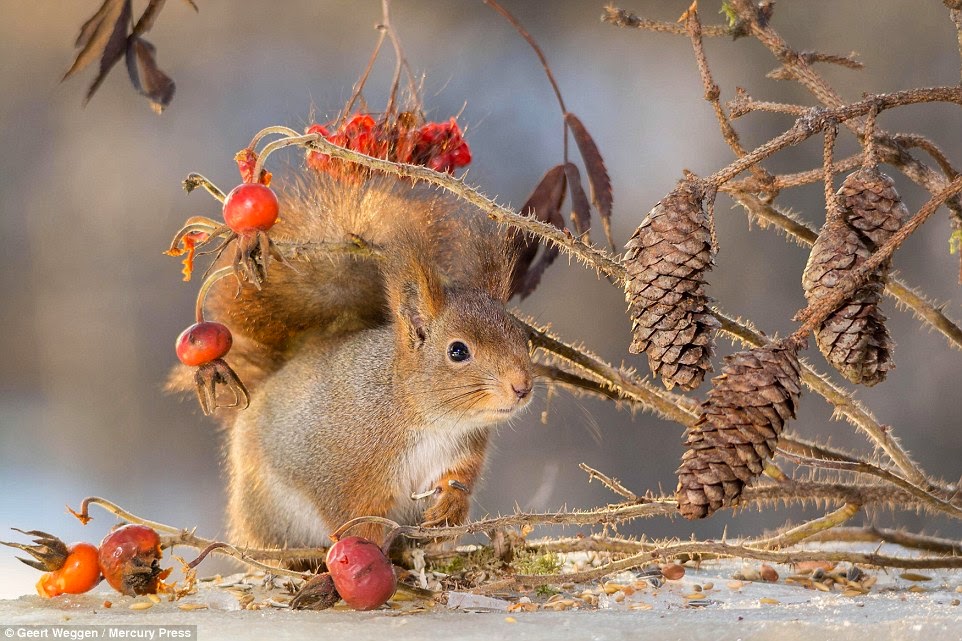 White Wolf : 10 Stunning pictures capture beauty of red squirrels in ...