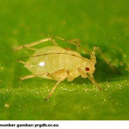 Hama pada Tanaman Talas | anakagronomy[dot]com