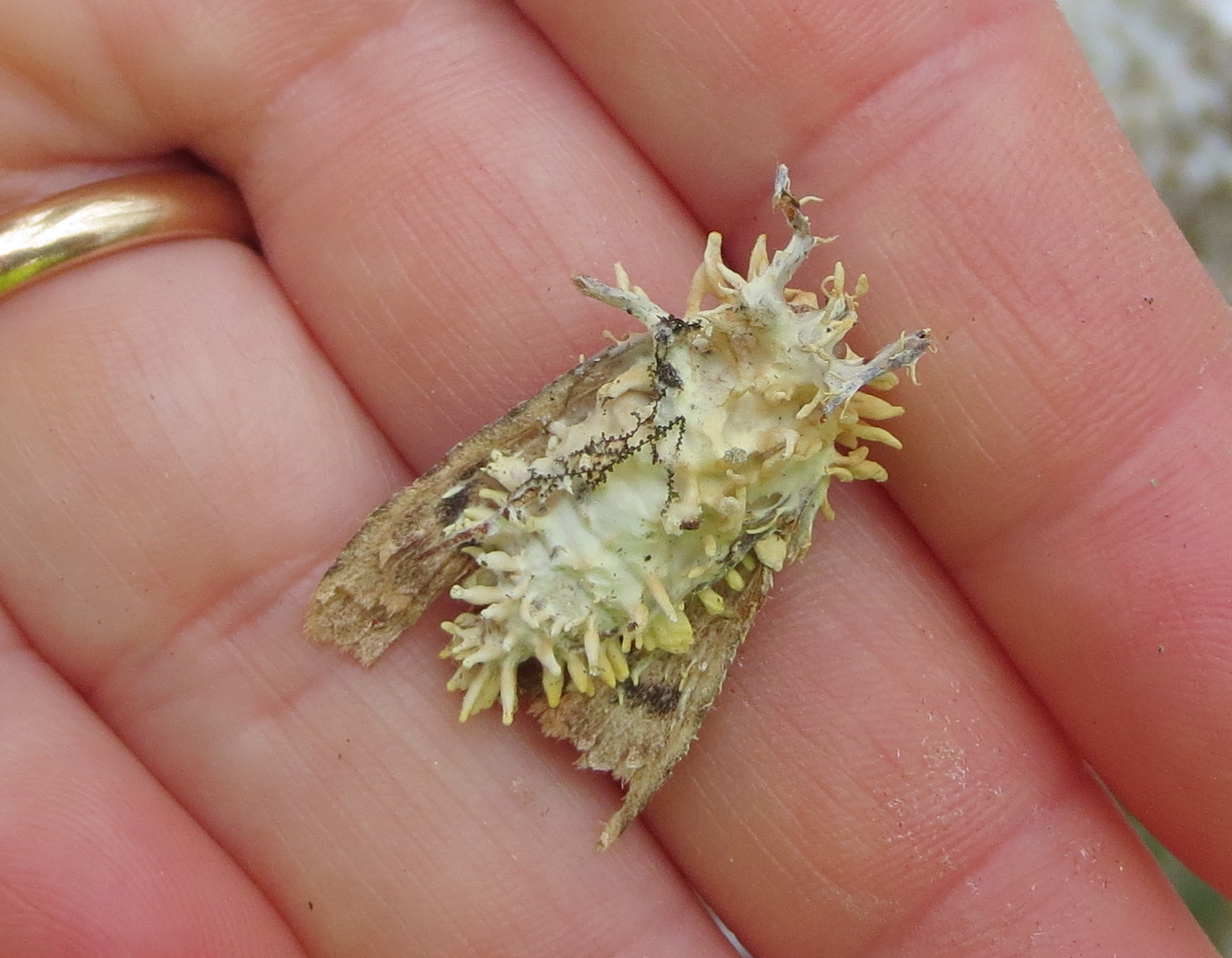 Animal Trackers of New England: Cordyceps infected moth