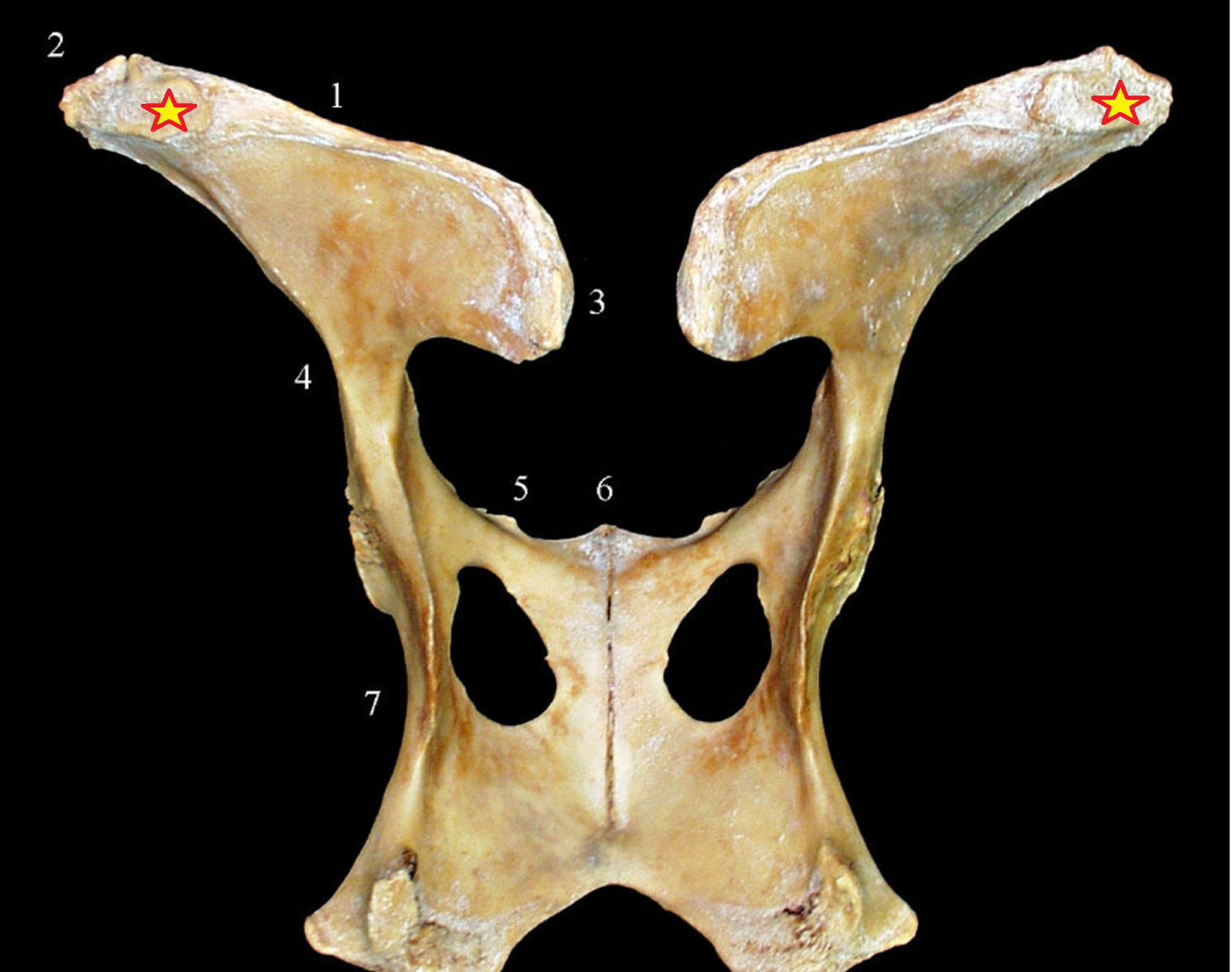 Medicina Veterinária - Práticas em Laboratório de Anatomia: Osteologia ...