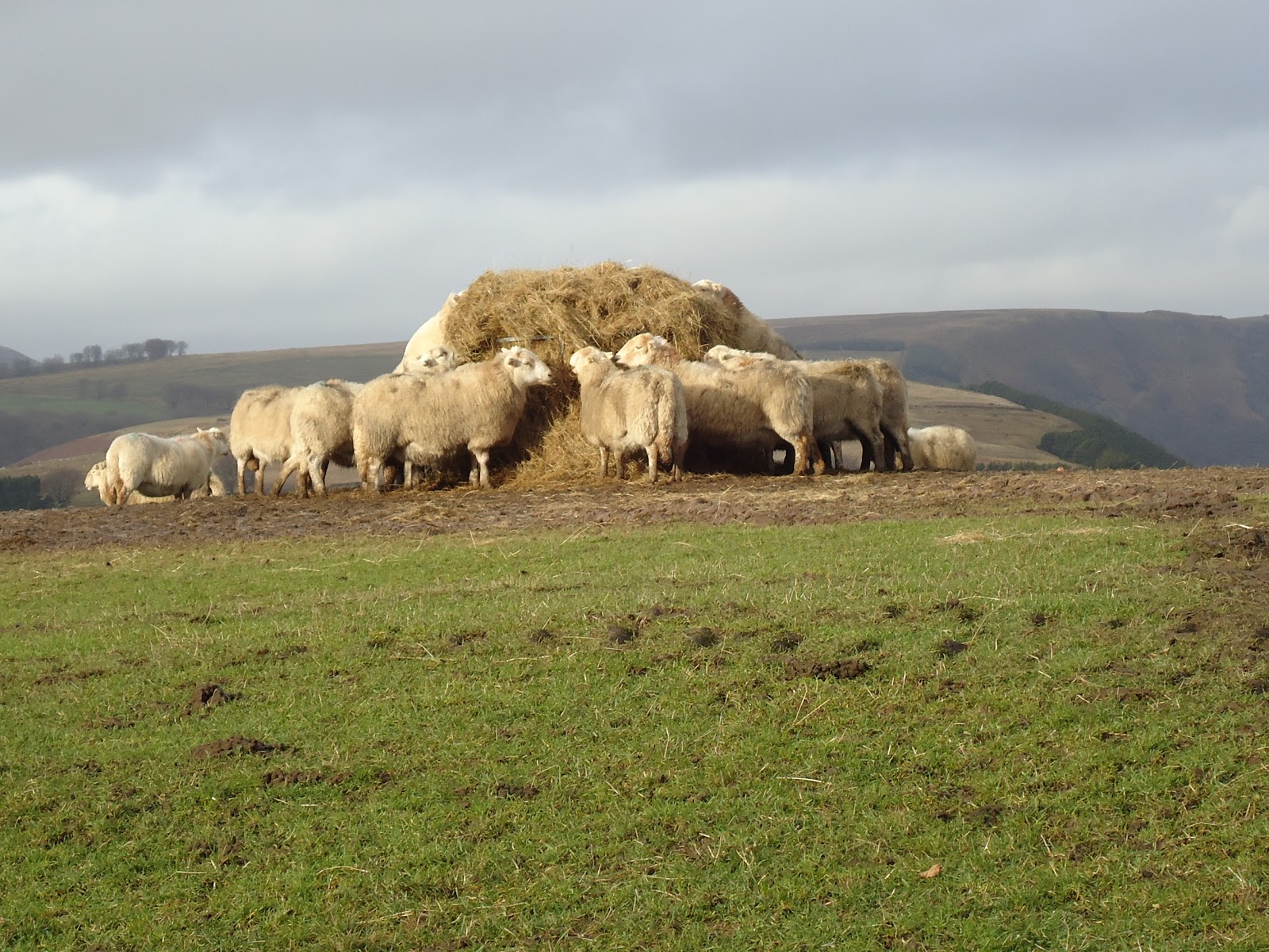 Dafad's-Days: MOOSE EVE.