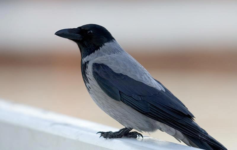 KULDVILLAK - LOODUS Jeopardy Template