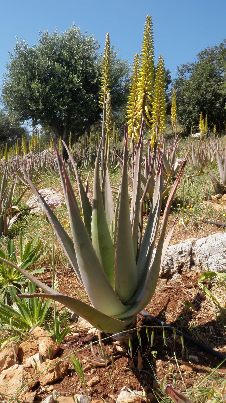 BioCretanLife: ΦΥΤΕΙΕΣ ΜΕ ΑΛΟΗ ΒΕΡΑ ΣΤΗΝ ΚΡΗΤΗ-CRETE ALOE VERA PLANTATIONS
