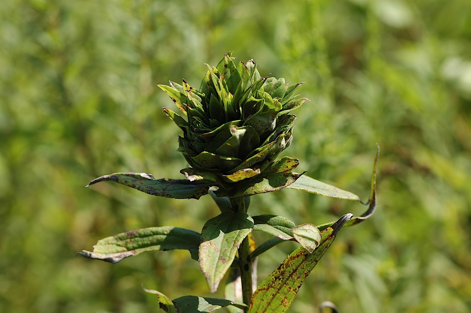 Field Biology in Southeastern Ohio: Some Ohio Goldenrods