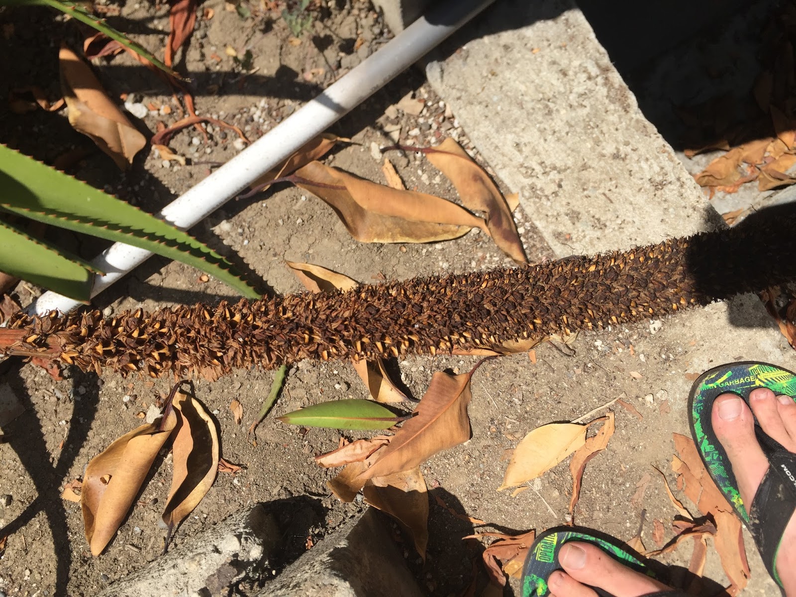 Dendroseris marginata, Kniphofia caulescens, Aloe seedlings, and Aloe ...