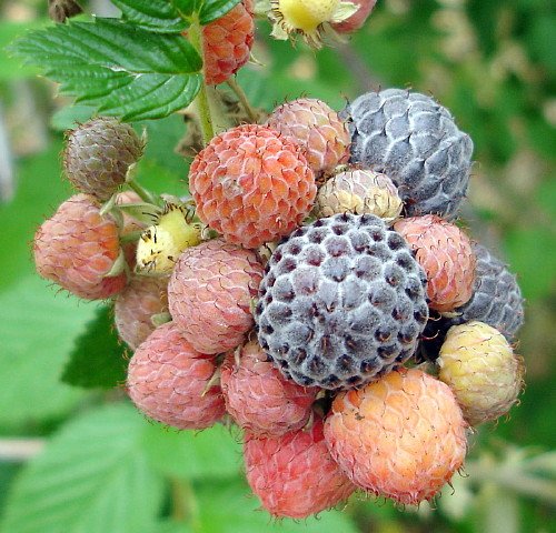 MANUAIS DE CULTIVO - PLANTAMUNDO: FRAMBOESA PRETA / NEGRA / TROPICAL ...