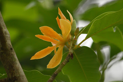 Life at Dharwad: ಕೆಂಡ ಸಂಪಿಗೆ ~ Kenda Sampige ~ Michelia Champaca ...