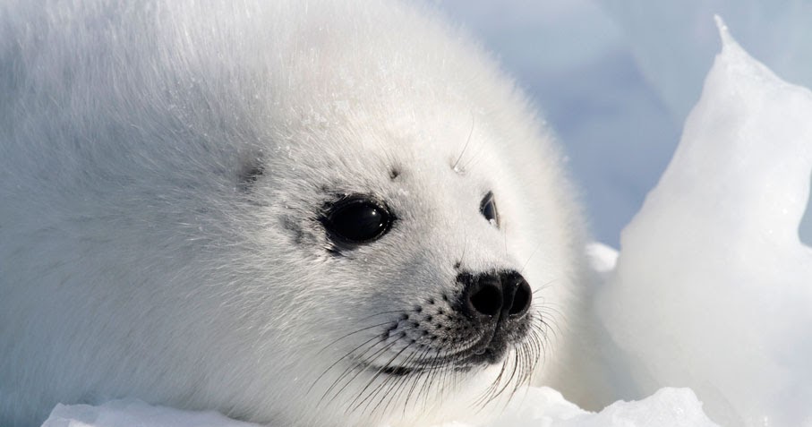 LA FOCA BEBE POLAR ~ Naturaleza