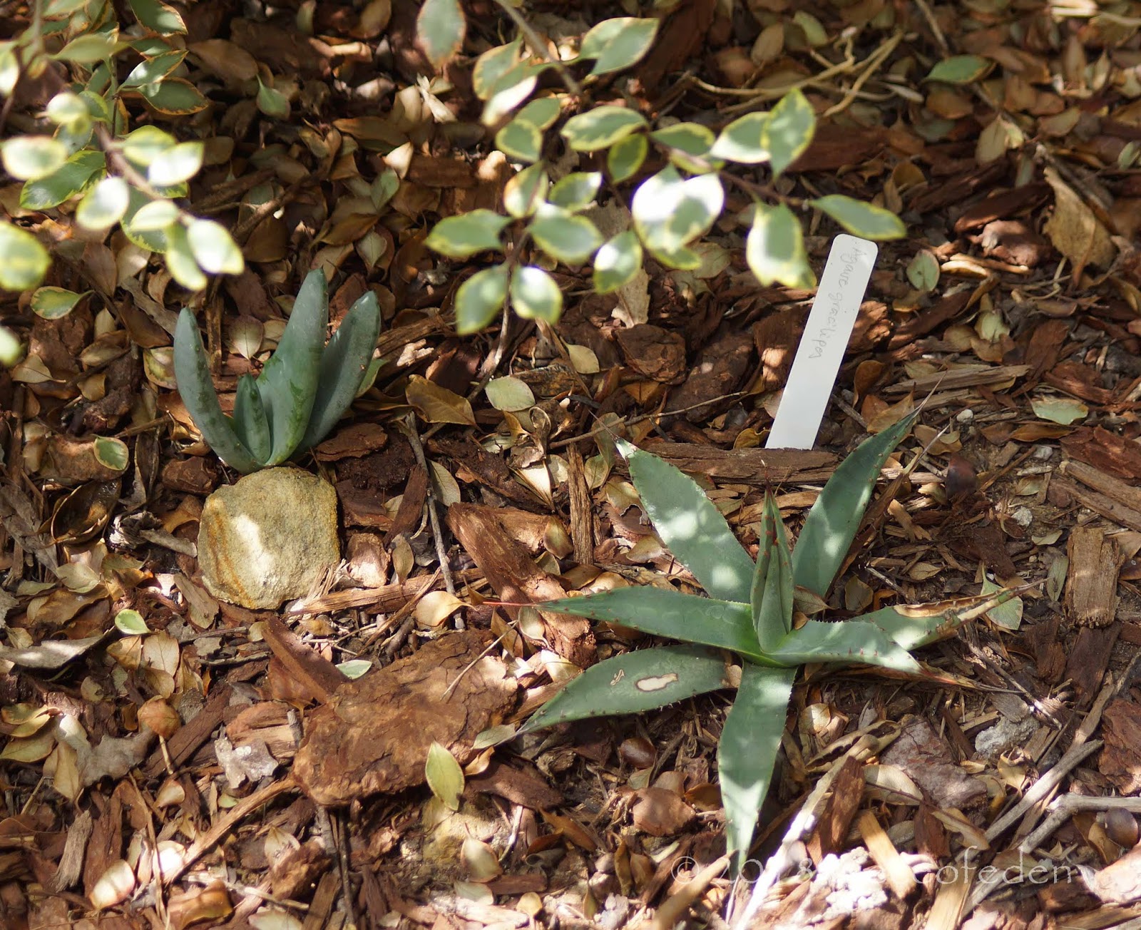 All The Agaves 2018 Edition