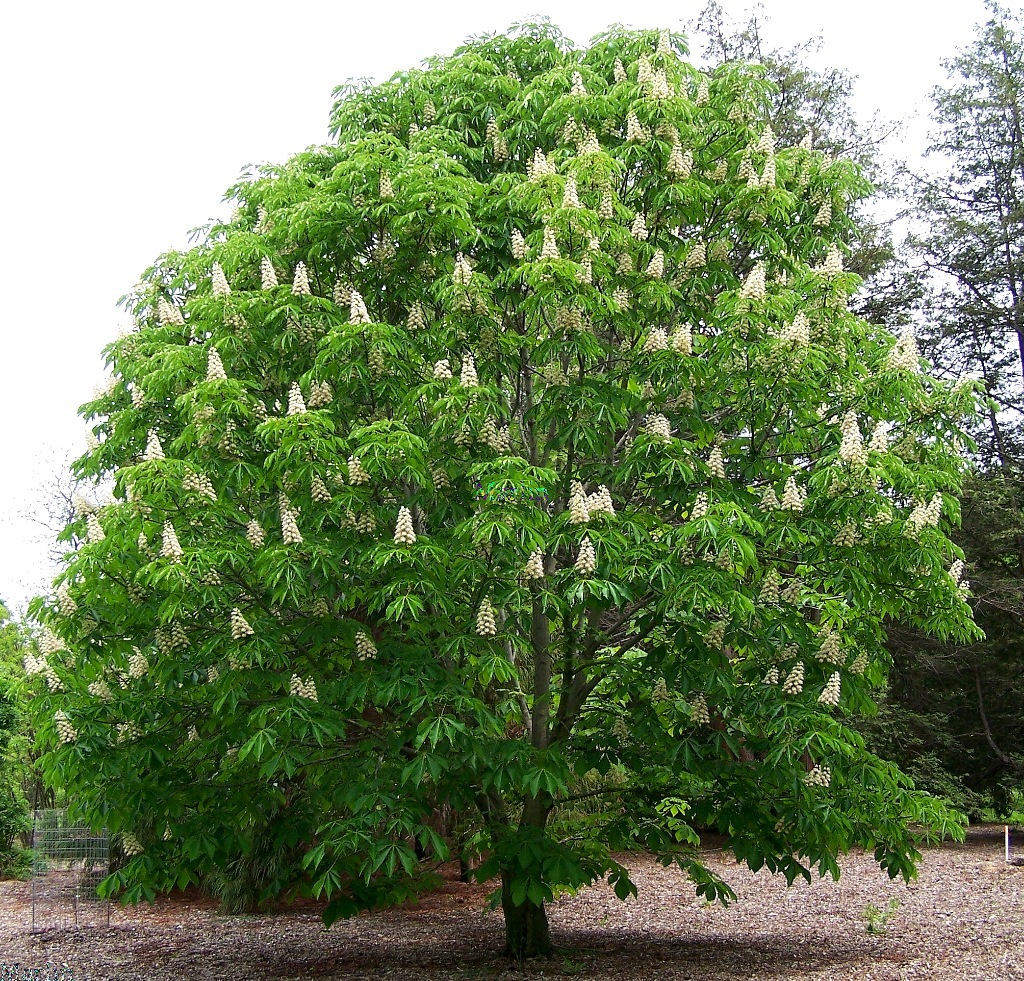 Tallinna 21. kooli loodusringi blogi: 5. loodusringi tund - sarapuu ja pärn