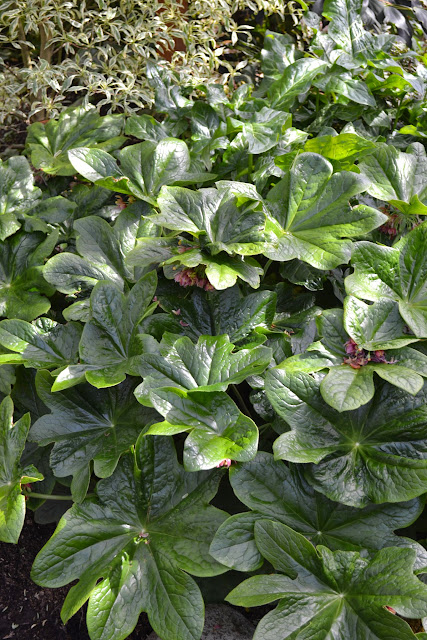 The Outlaw Gardener: Far Reaches Farm Part One: Podophyllum Paradise