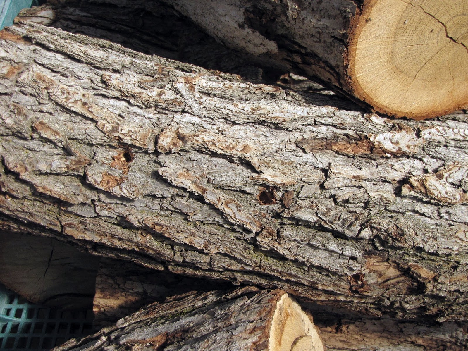 The Redd Party: It's Log, Log! It's better than bad, it's good!