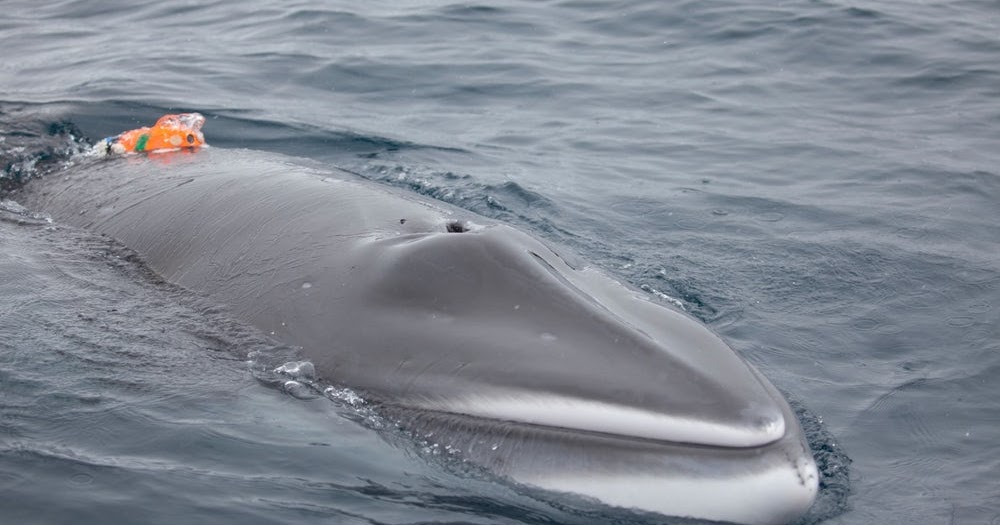 밍크 고래의 비밀을 풀 whale cam